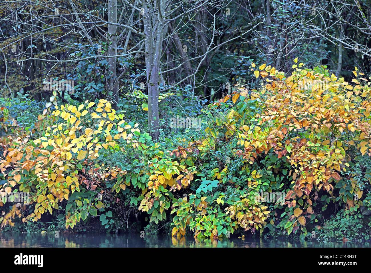 Invasive Neophyten im Herbst Der Japanische Flügelknöterich leuchtet ...