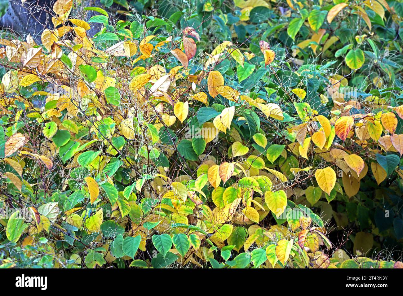 Invasive Neophyten im Herbst Der Japanische Flügelknöterich leuchtet ...