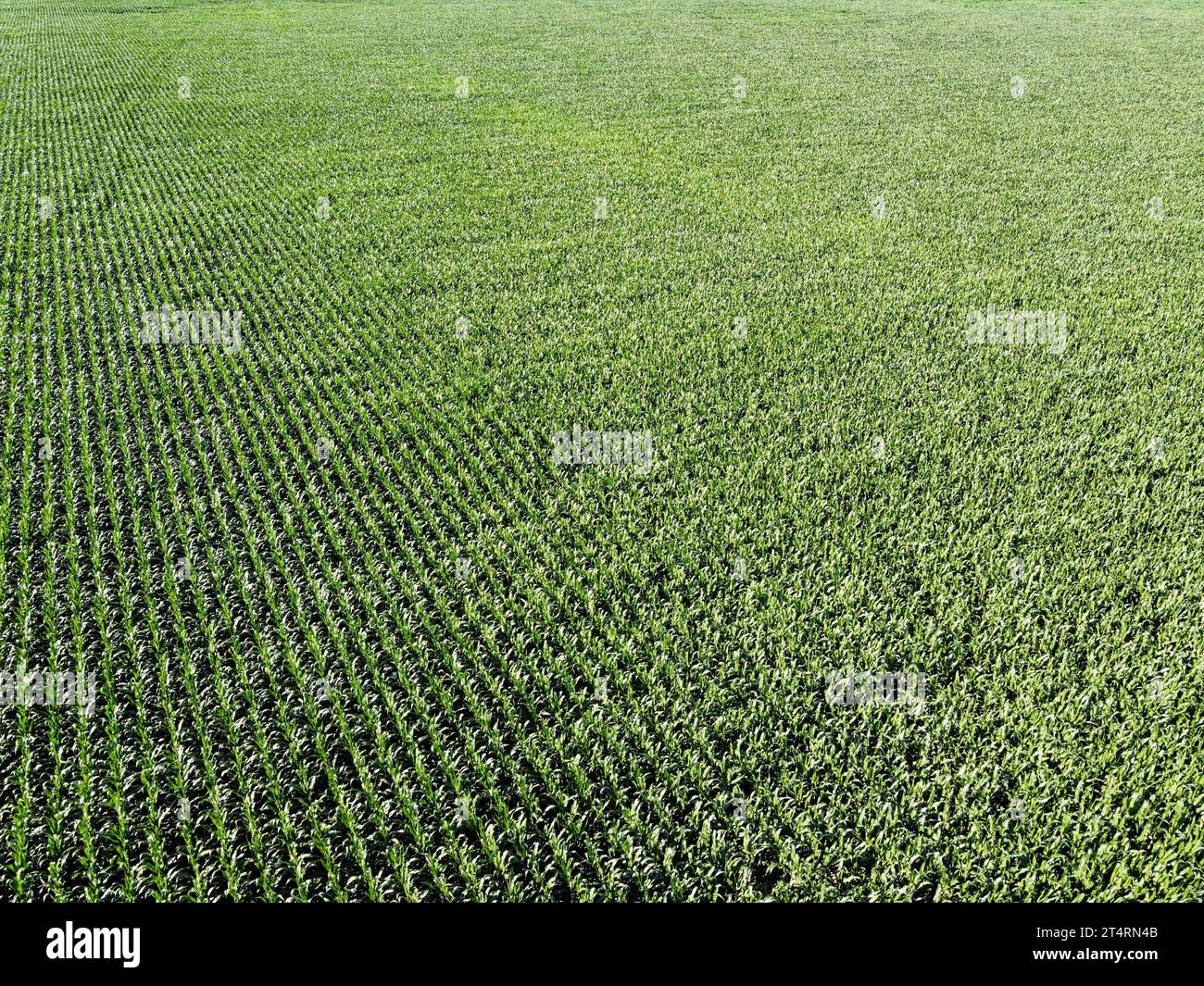 Extensive corn fields, top view. Green farm fields, landscape Stock ...