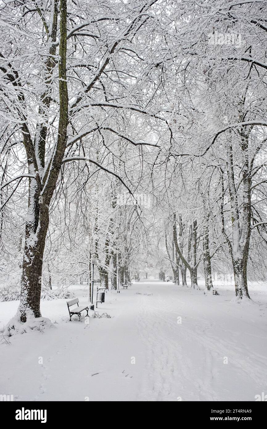 Snowfall tree hi-res stock photography and images - Alamy
