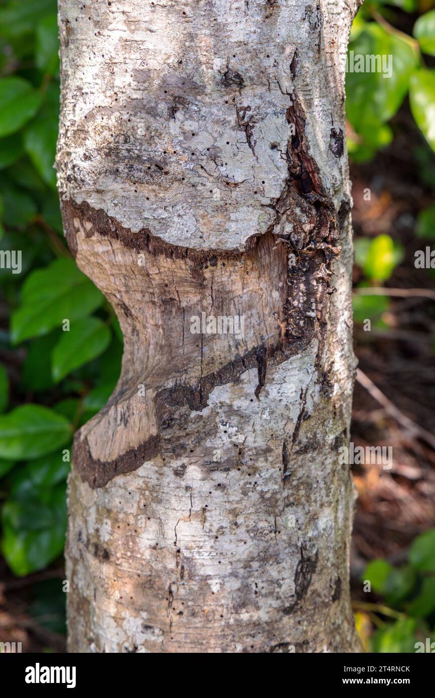 Beaver tree damage in Smuggler Cove Marine Park, British Columbia ...