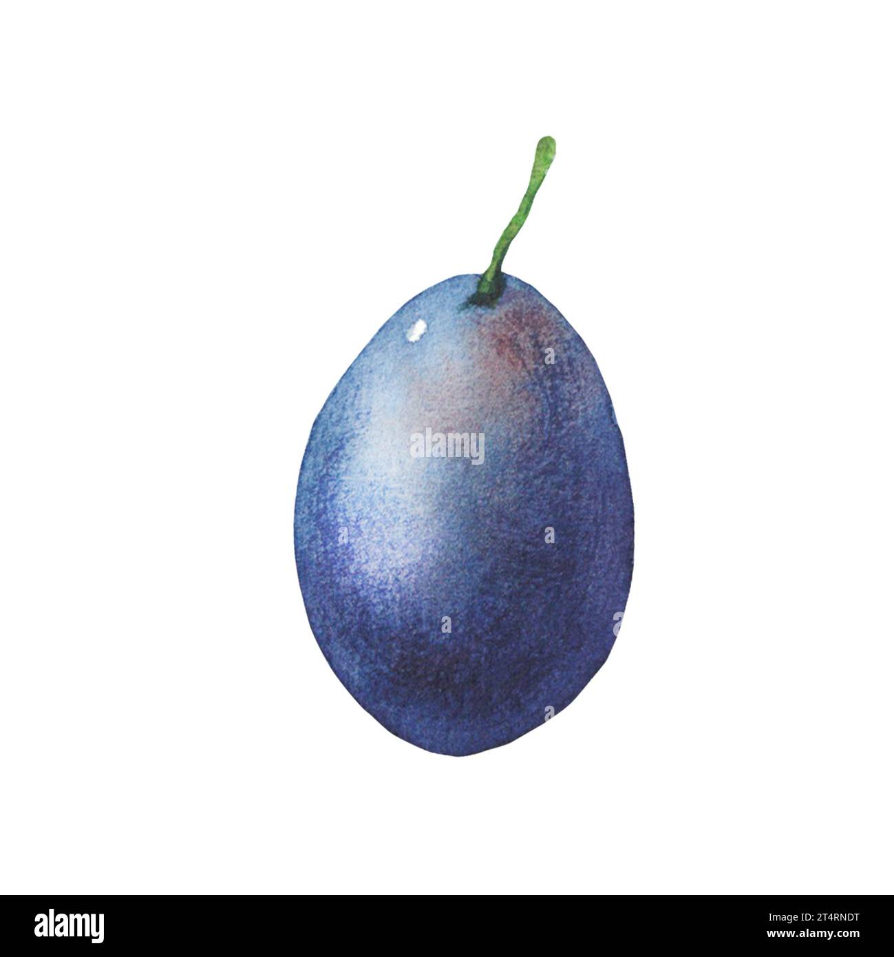 Plum drawing hi-res stock photography and images - Alamy