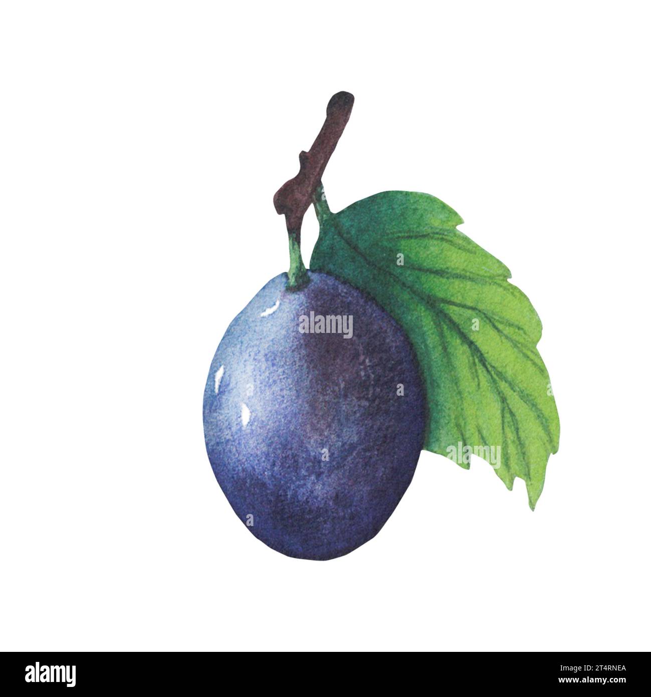 Plum drawing watercolor isolated on white background Stock Photo - Alamy