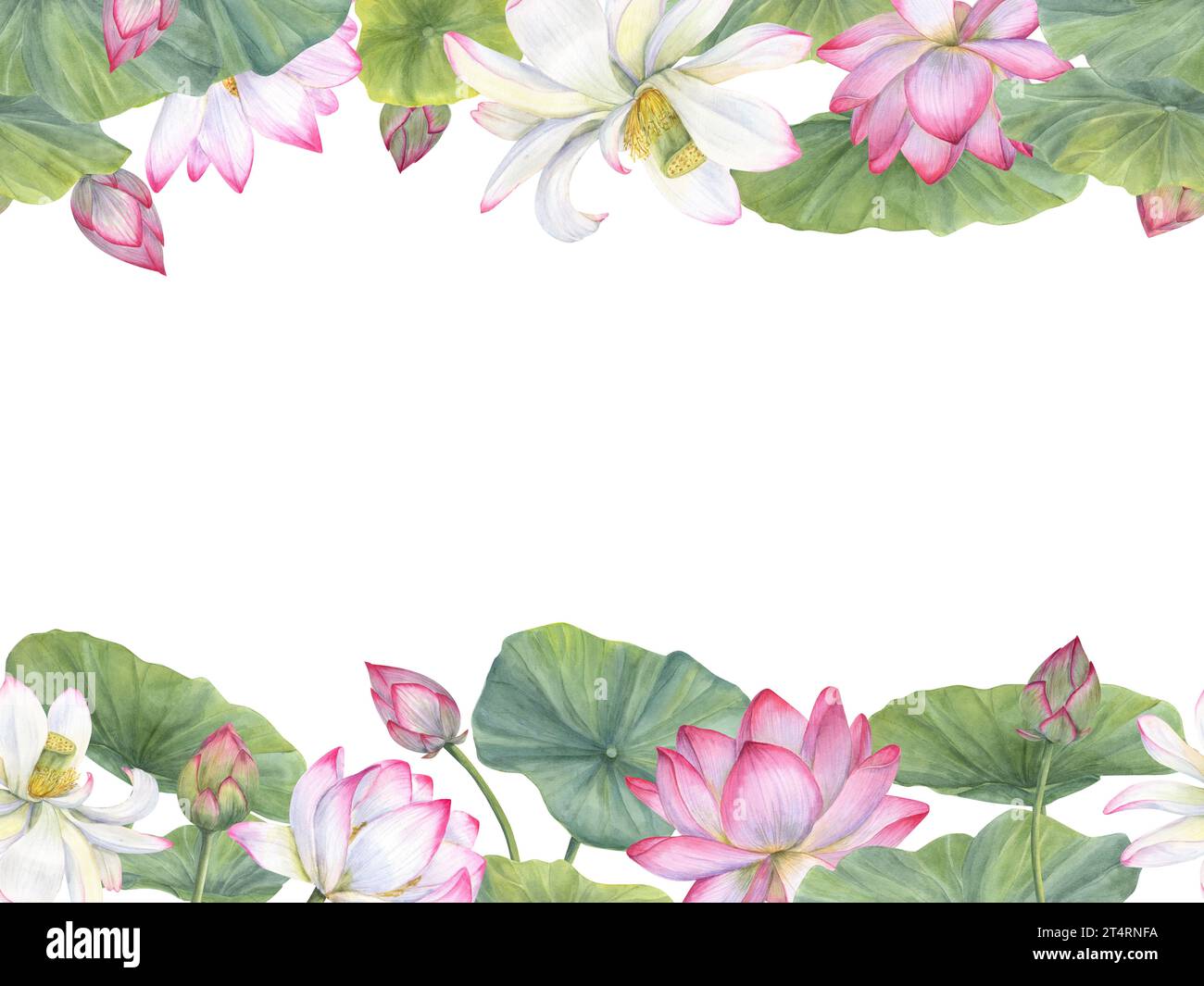 Seamless banner of Vietnamese national flowers. Pink lotus with green ...