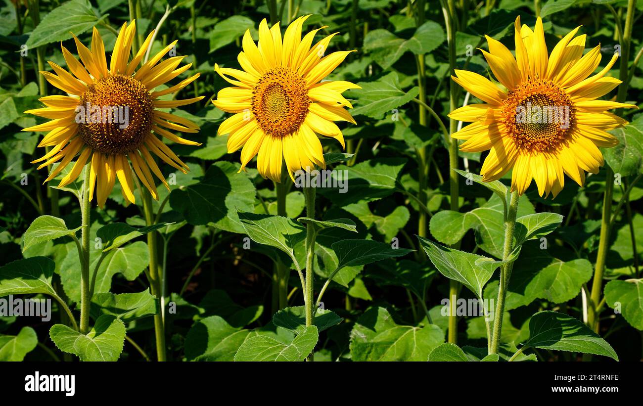 Three vibrant sunflowers standing tall in a green field, their yellow ...