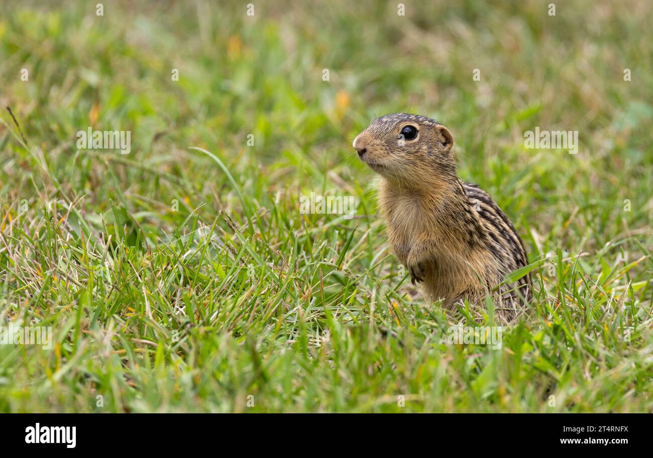 thirteen-lined ground squirrel in grass Stock Photo - Alamy