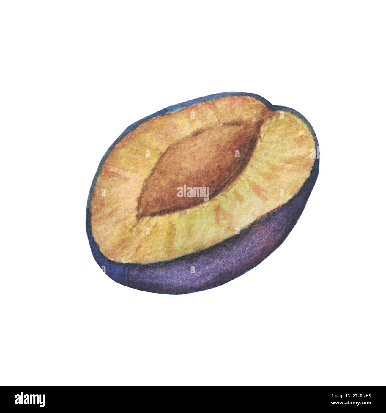 Plum drawing hi-res stock photography and images - Alamy