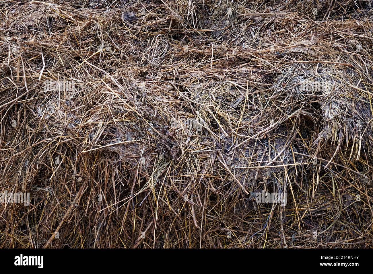 A pile of dry dung, showcasing its texture and color. It represents ...