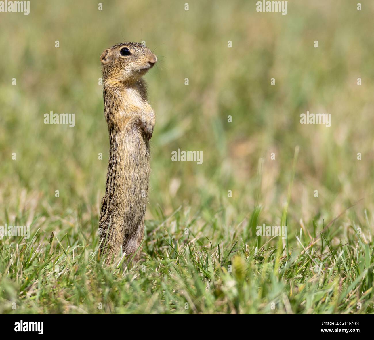 thirteen-lined ground squirrel in grass at attention Stock Photo - Alamy