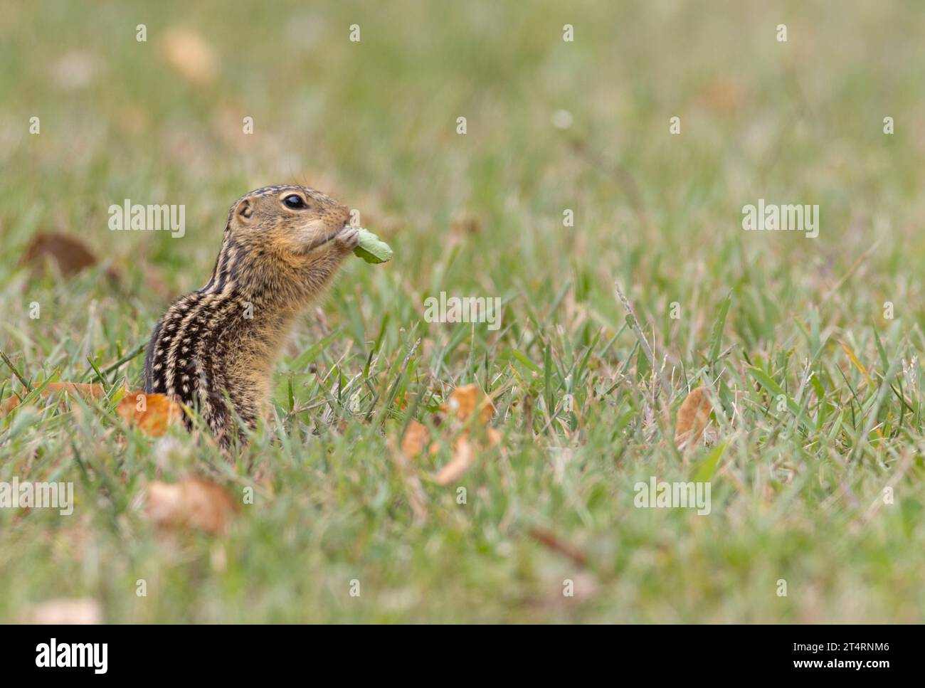 thirteen-lined ground squirrel eating Stock Photo - Alamy