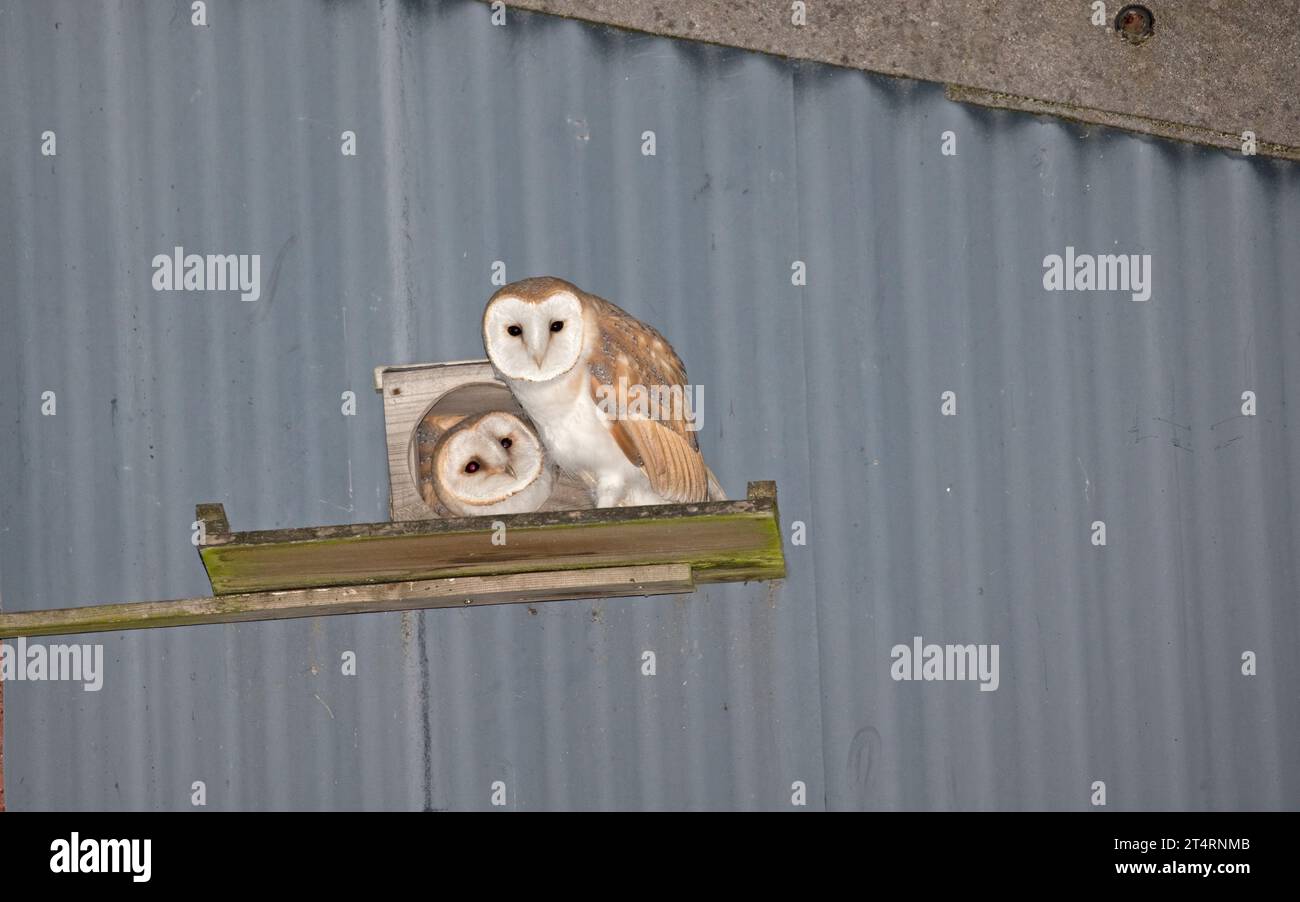 Barn owl fledgings Tyto alba sitting on landing platform in from of ...