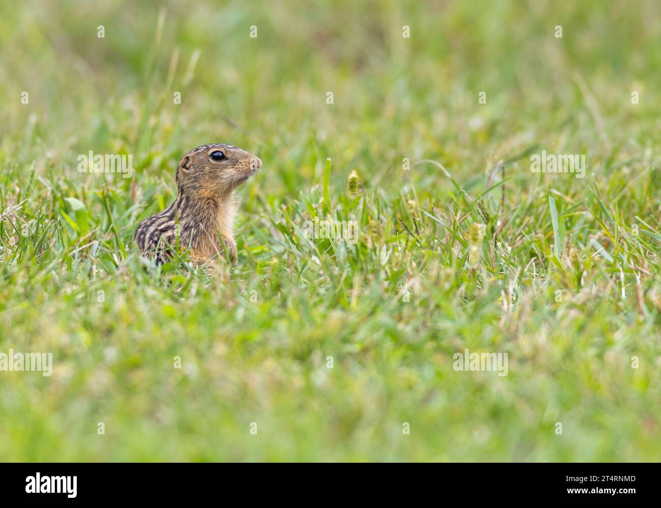 thirteen-lined ground squirrel sitting Stock Photo - Alamy
