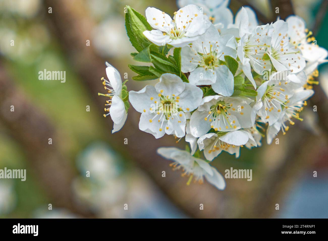 A close-up view of white apple blossom flowers in full bloom on a tree ...