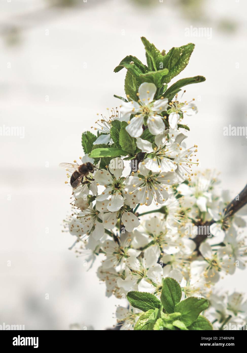 A bee in the act of pollination, busily gathering nectar from the white ...