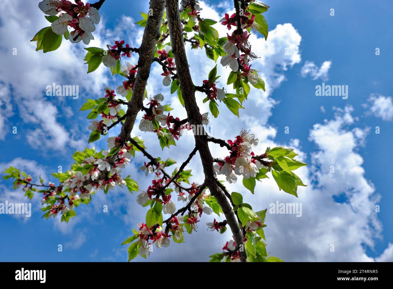 A plum blossom tree branch in full bloom against a backdrop of a clear ...
