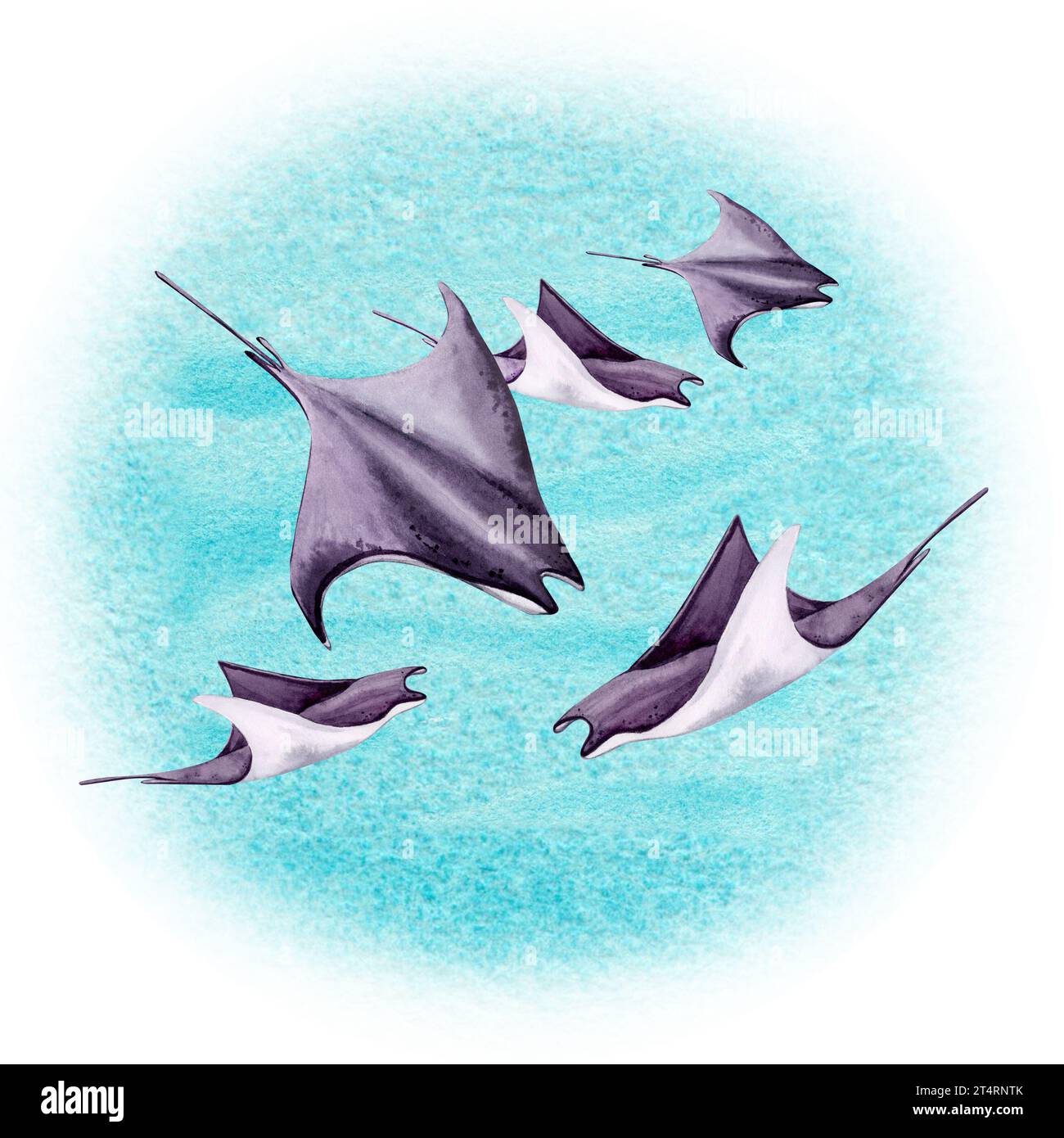 A Group of Manta Rays Aquatic Ocean Animals on Turquoise Blue ...