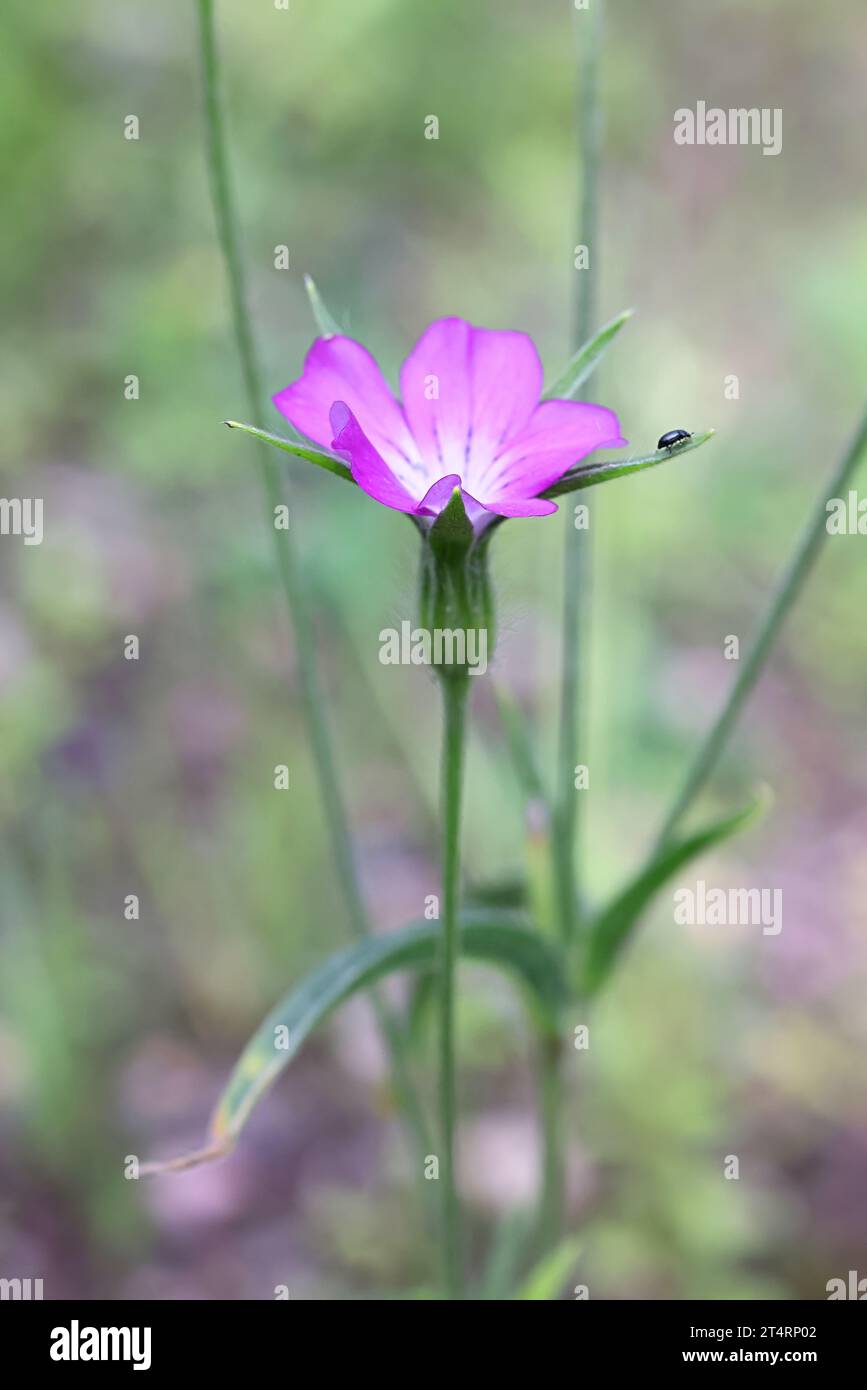 Corn Cockle, Agrostemma githago, also known as Common Corn-Cockle, wild ...
