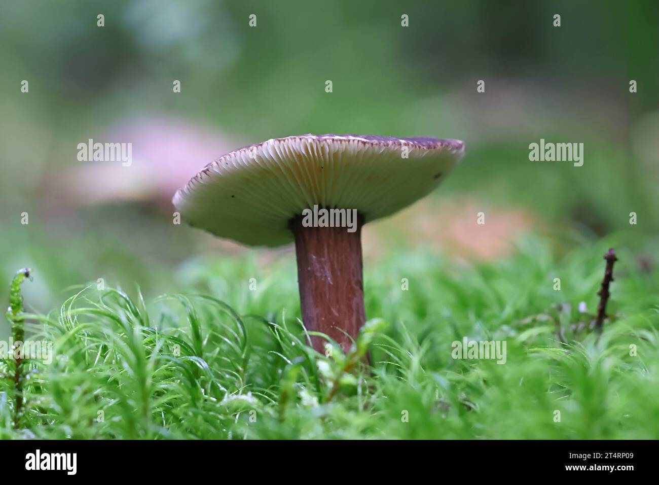 Velvet milk cap hi-res stock photography and images - Alamy