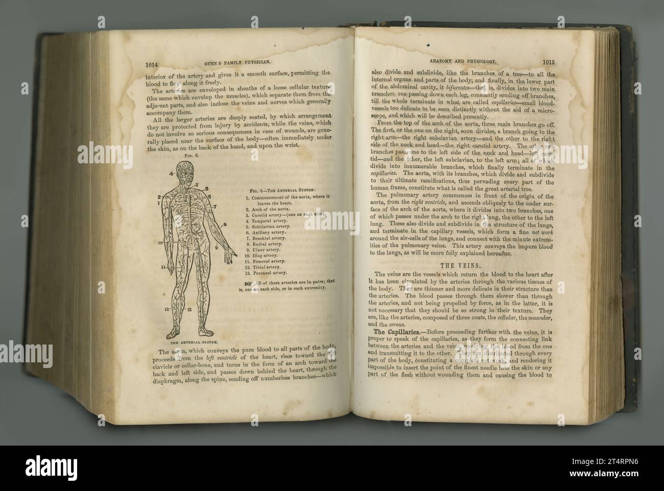 Medical journal. An aged anatomy book with its pages on display Stock ...