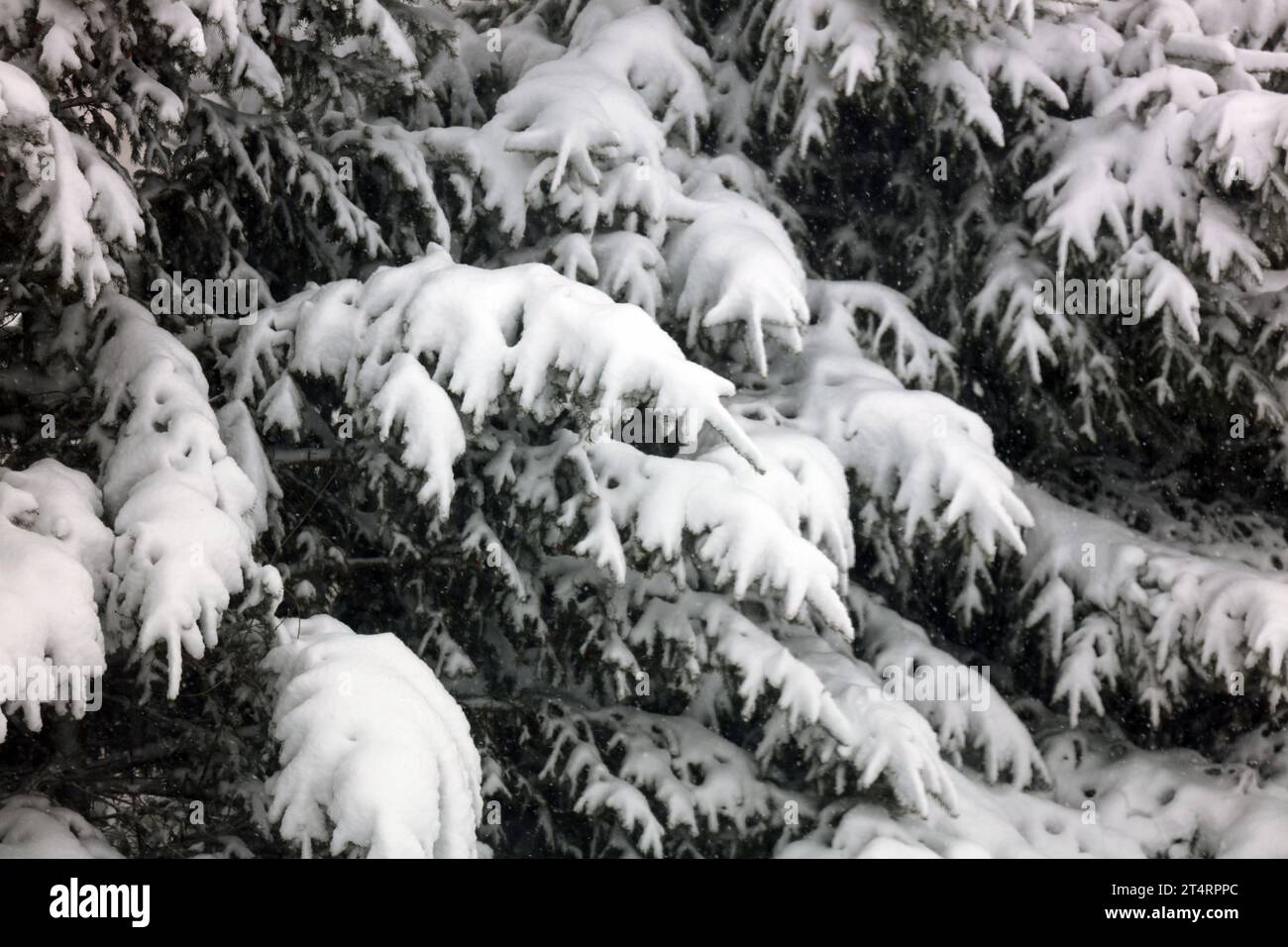 Evergreen tree with drooping branches hi-res stock photography and ...