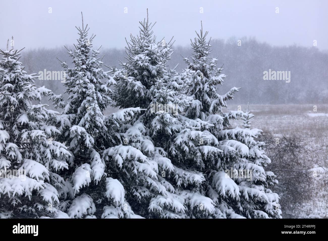 Five pine trees covered in snow with a field and forest in the ...