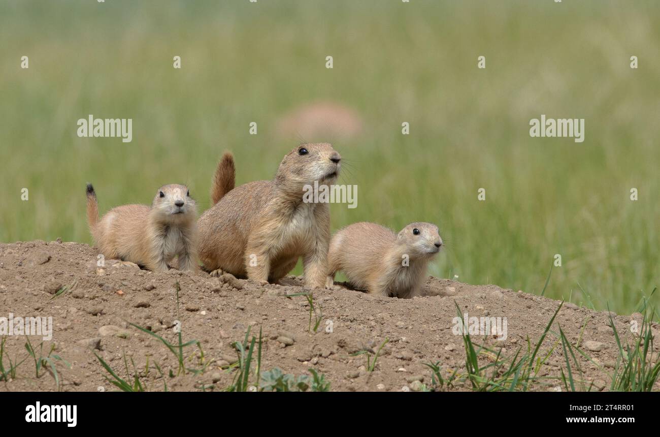Prairie dogs in custer state park hi-res stock photography and images ...