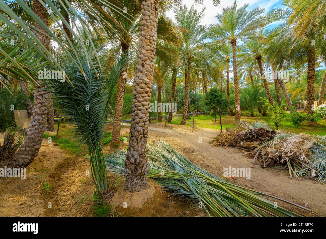 Palm trees and lush greenery inside the Al Ain Oasis, in Al Ain, Abu ...