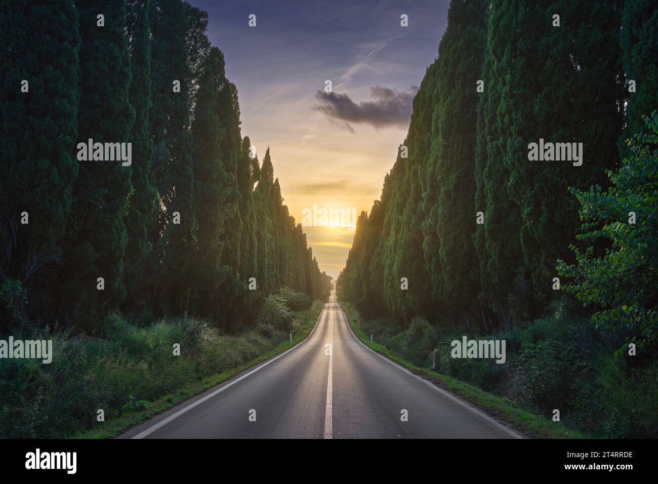 Tuscany cypress avenue in italy hi-res stock photography and images - Alamy