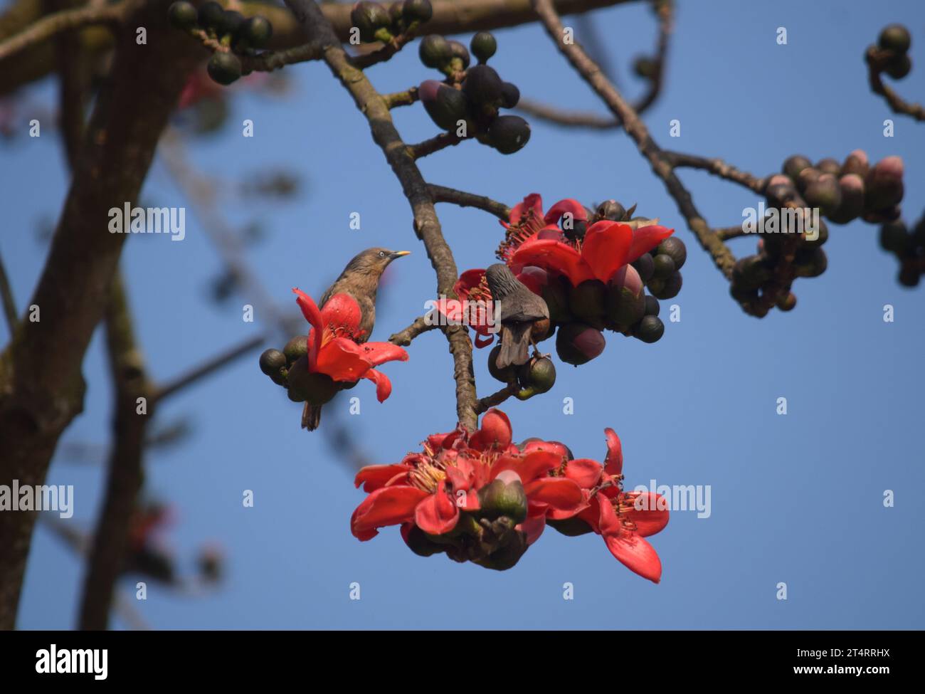 Semal tree or Bombax ceiba, Kushtia, Bangladesh Stock Photo - Alamy