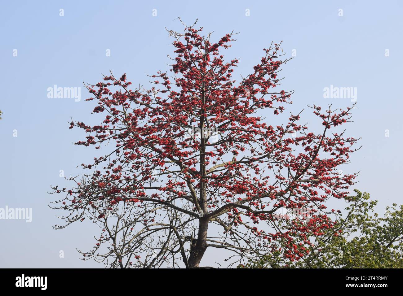 Semal tree or Bombax ceiba, Kushtia, Bangladesh Stock Photo - Alamy