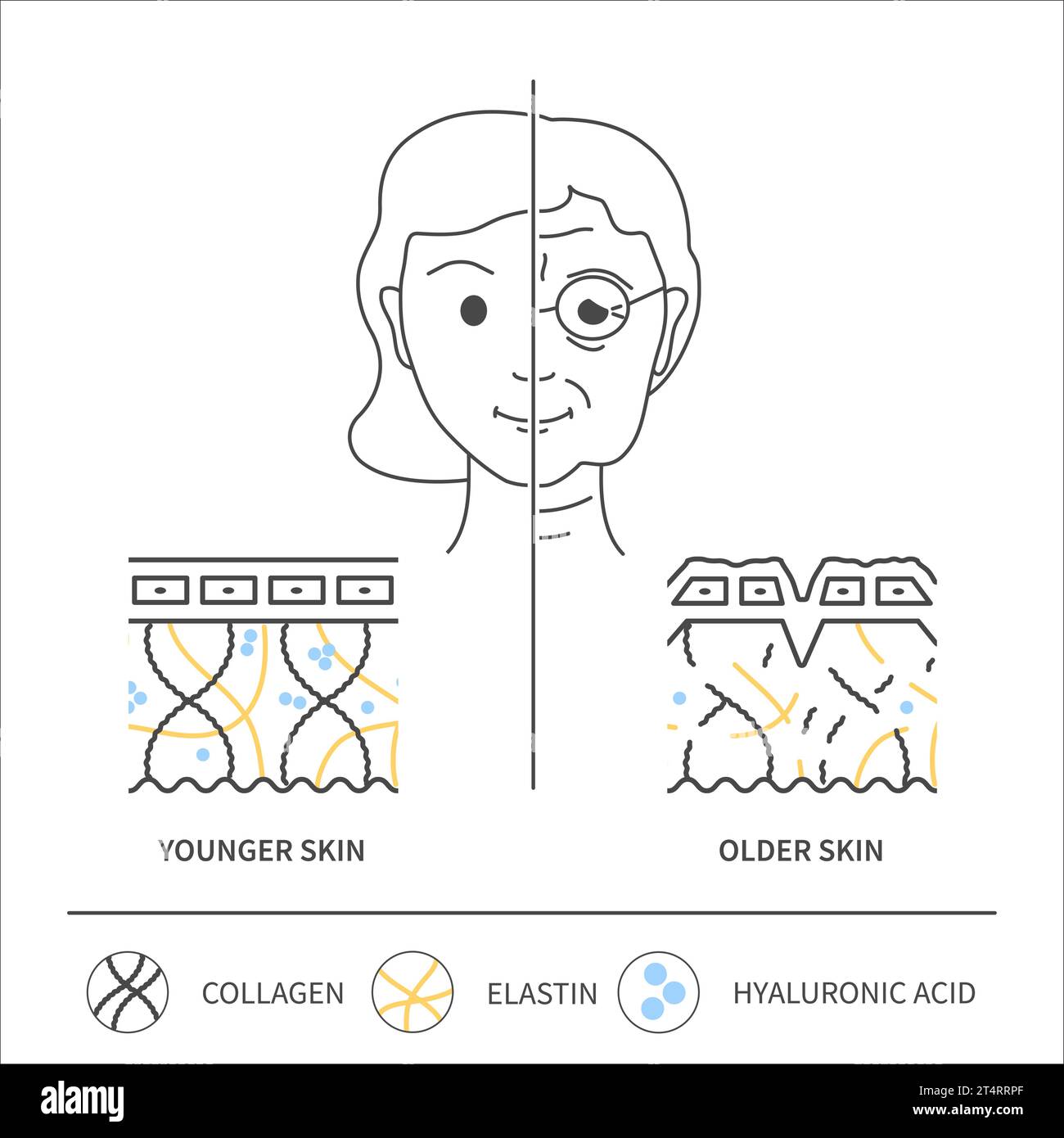 Collagen content in young and old skin illustration Stock Vector Image ...