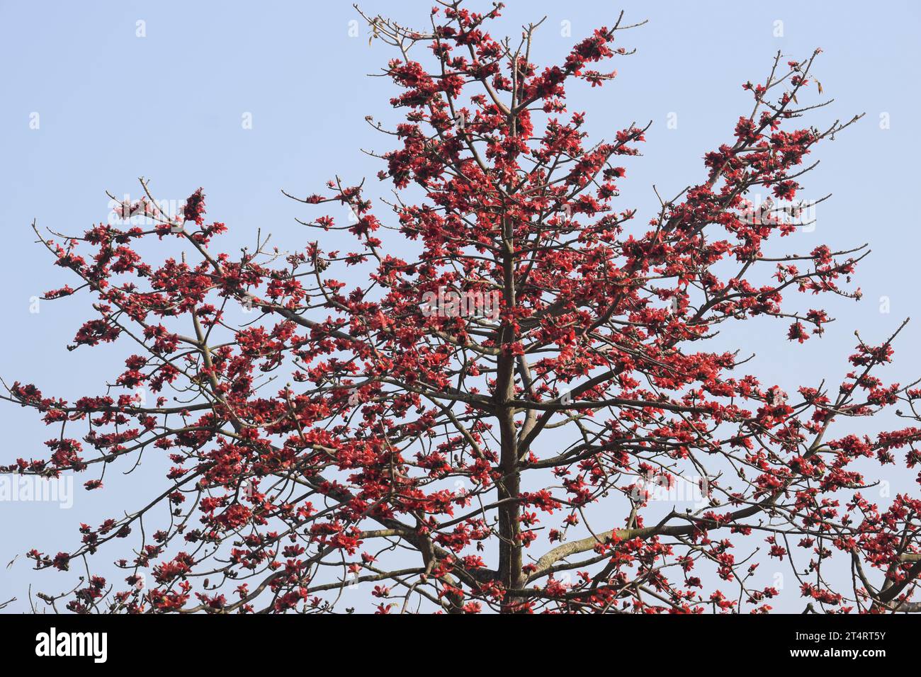 Semal tree or Bombax ceiba, Kushtia, Bangladesh Stock Photo - Alamy