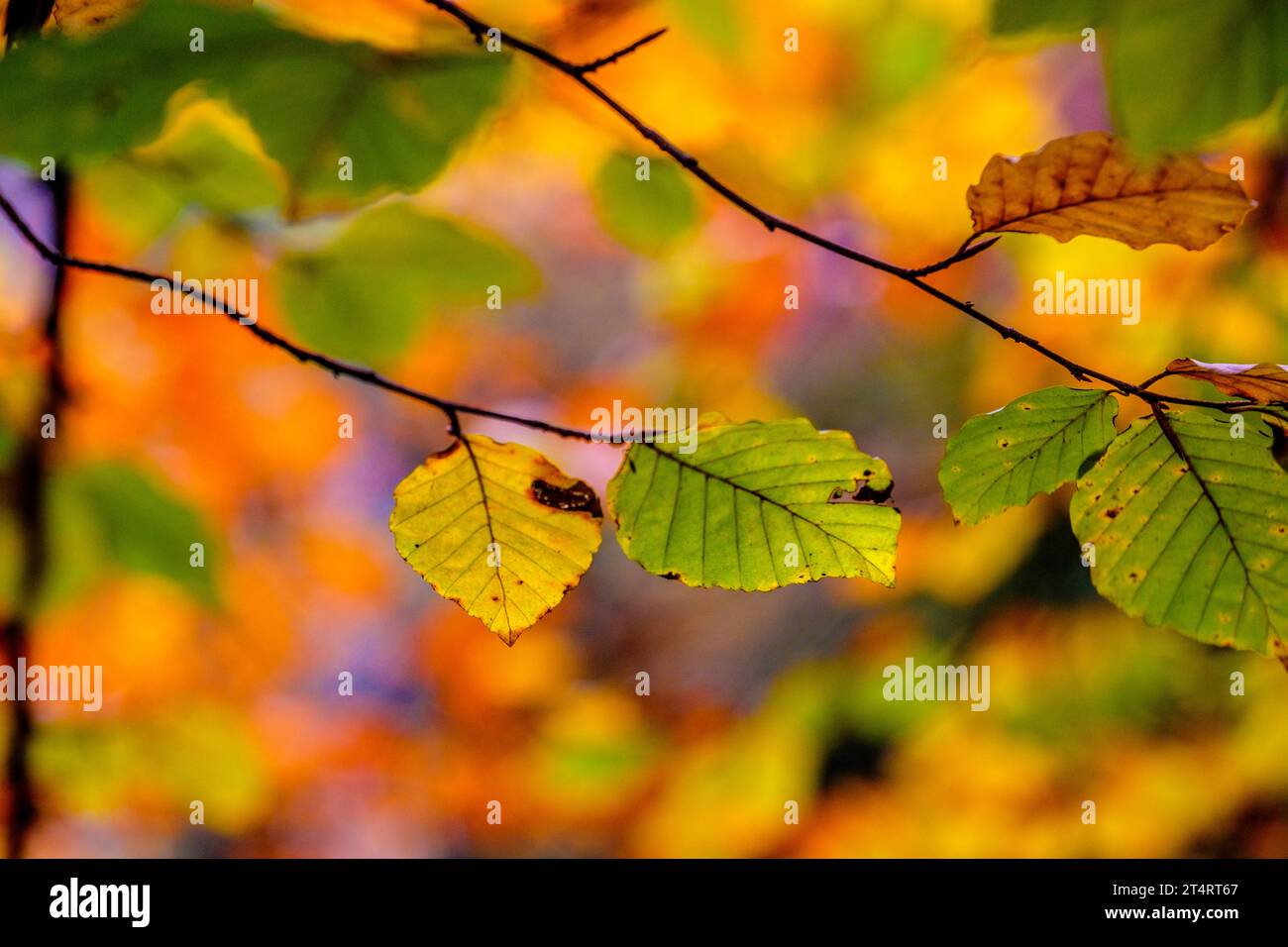 Autumn colours in a Peak District woodland ( Gradbach woods Stock Photo ...