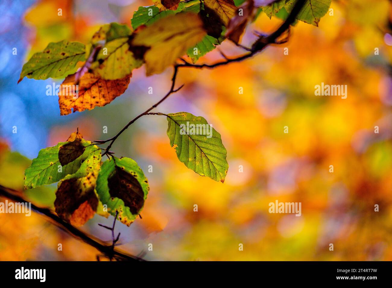 Autumn colours in a Peak District woodland ( Gradbach woods Stock Photo ...