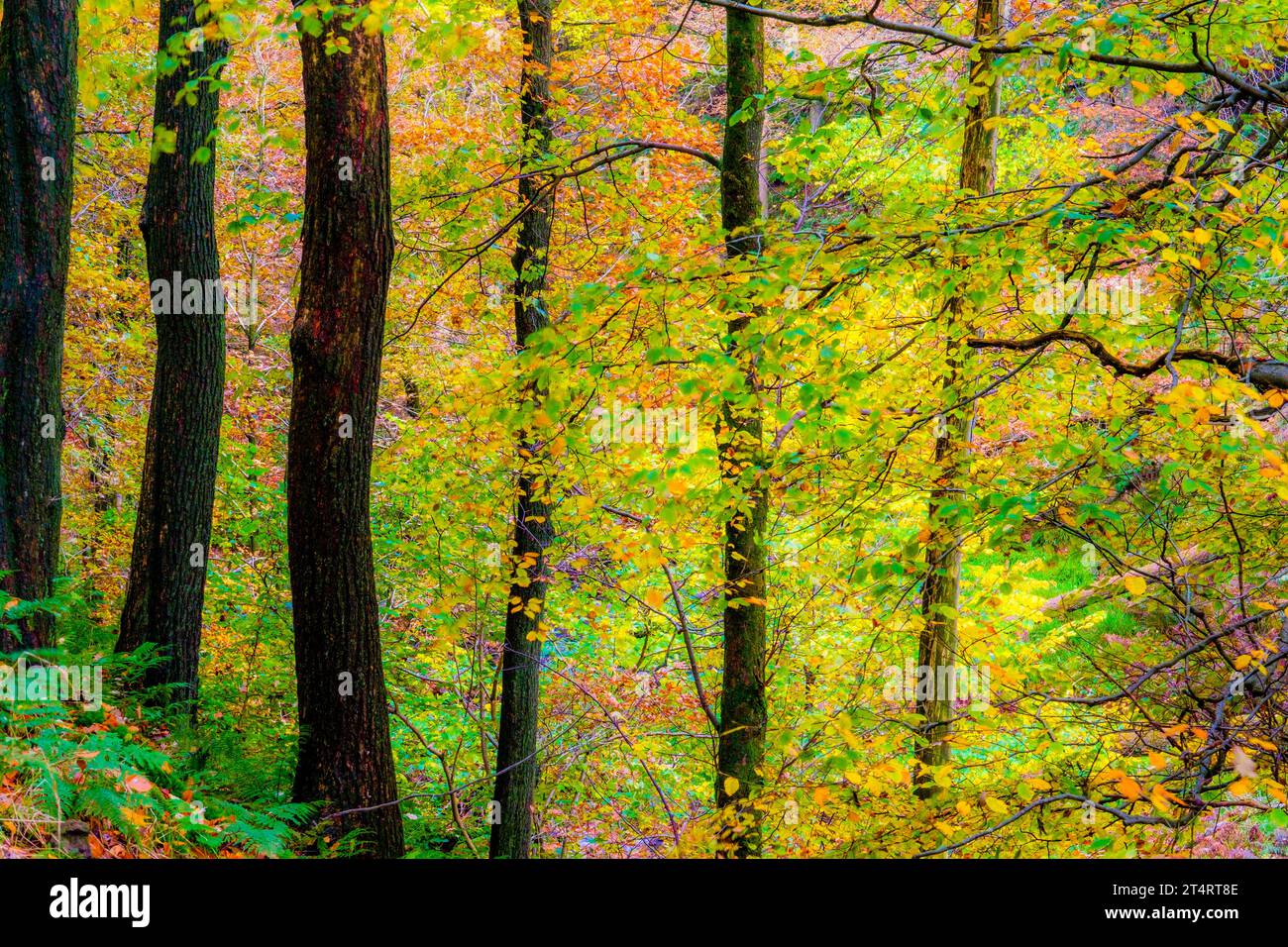 Autumn colours in a Peak District woodland ( Gradbach woods Stock Photo ...