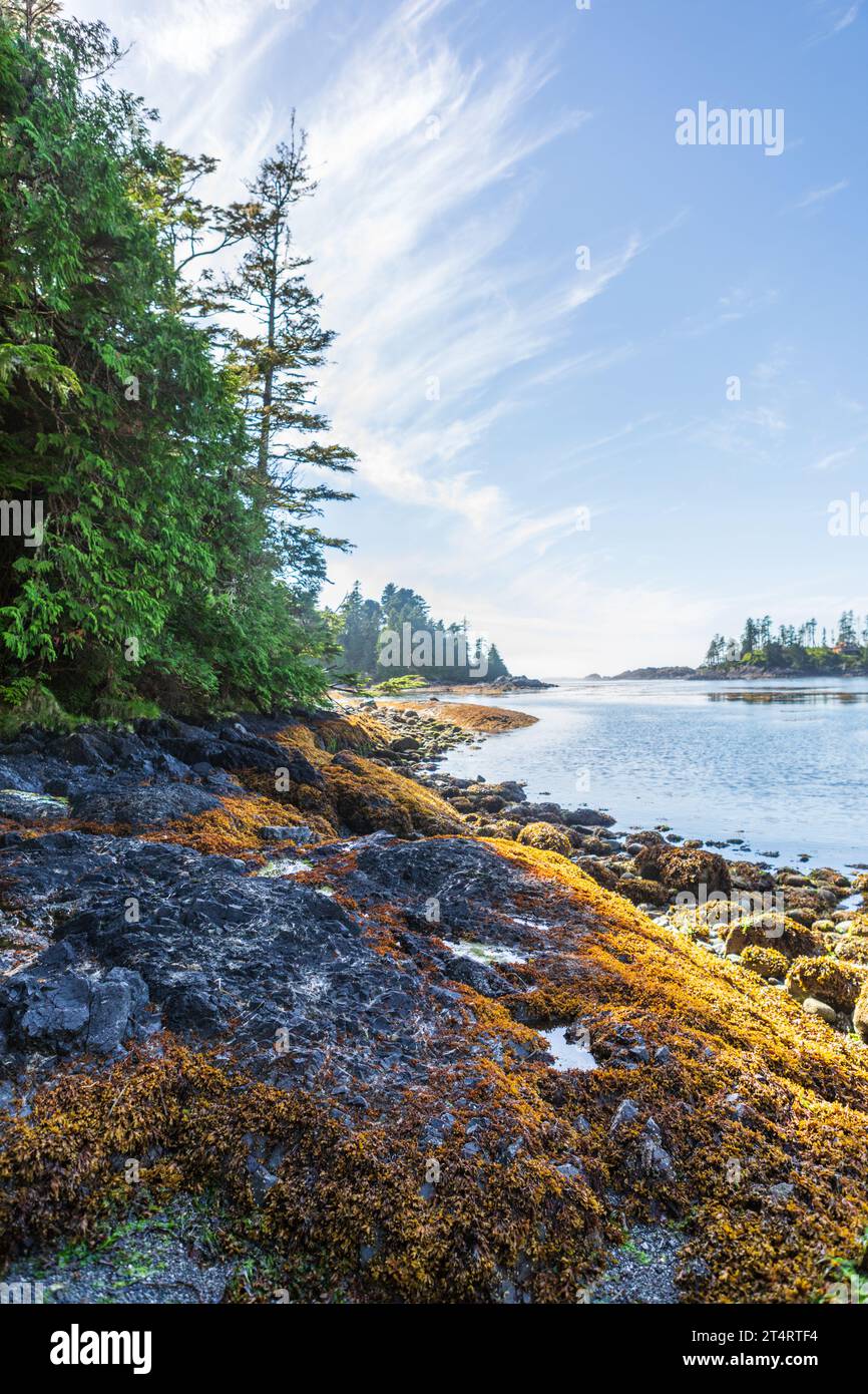 Canada west coast trail vancouver island hi-res stock photography and ...
