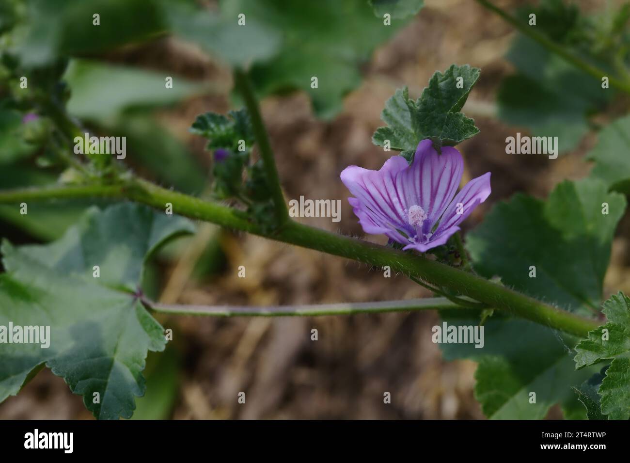Wild mallows in bloom seen up close Stock Photo - Alamy
