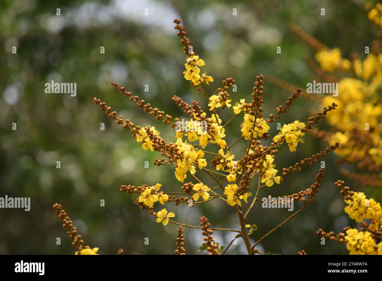 Copperpod কনকচূড়া স্বর্ণচূড়া Yellow flametree Stock Photo - Alamy