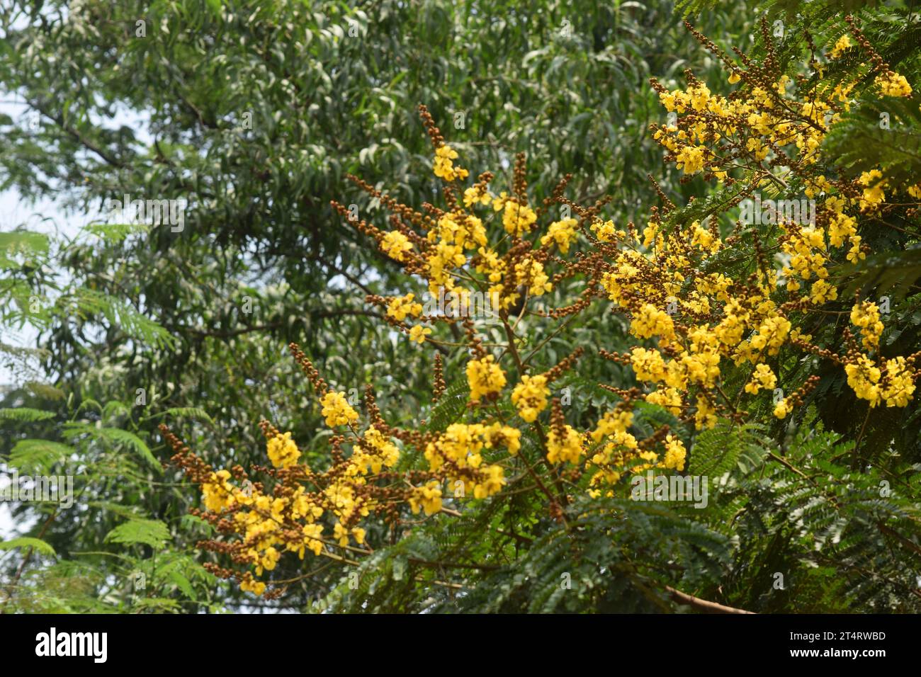 Copperpod কনকচূড়া স্বর্ণচূড়া Yellow flametree Stock Photo - Alamy