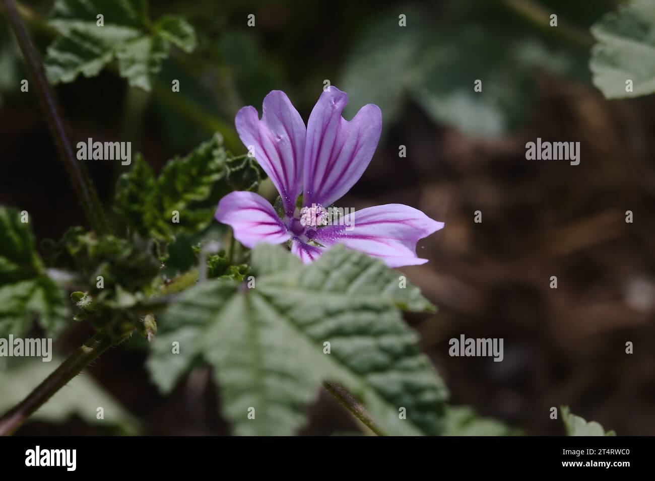Wild mallows hi-res stock photography and images - Alamy