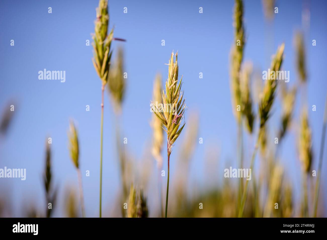 Sweet vernal-grass (Anthoxanthum odoratum) in a UK hay meadow with blue ...