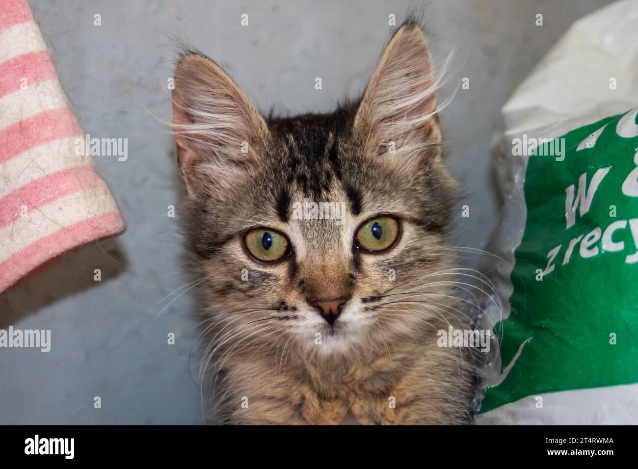 One small tabby gray kitten, close up portrait Stock Photo - Alamy