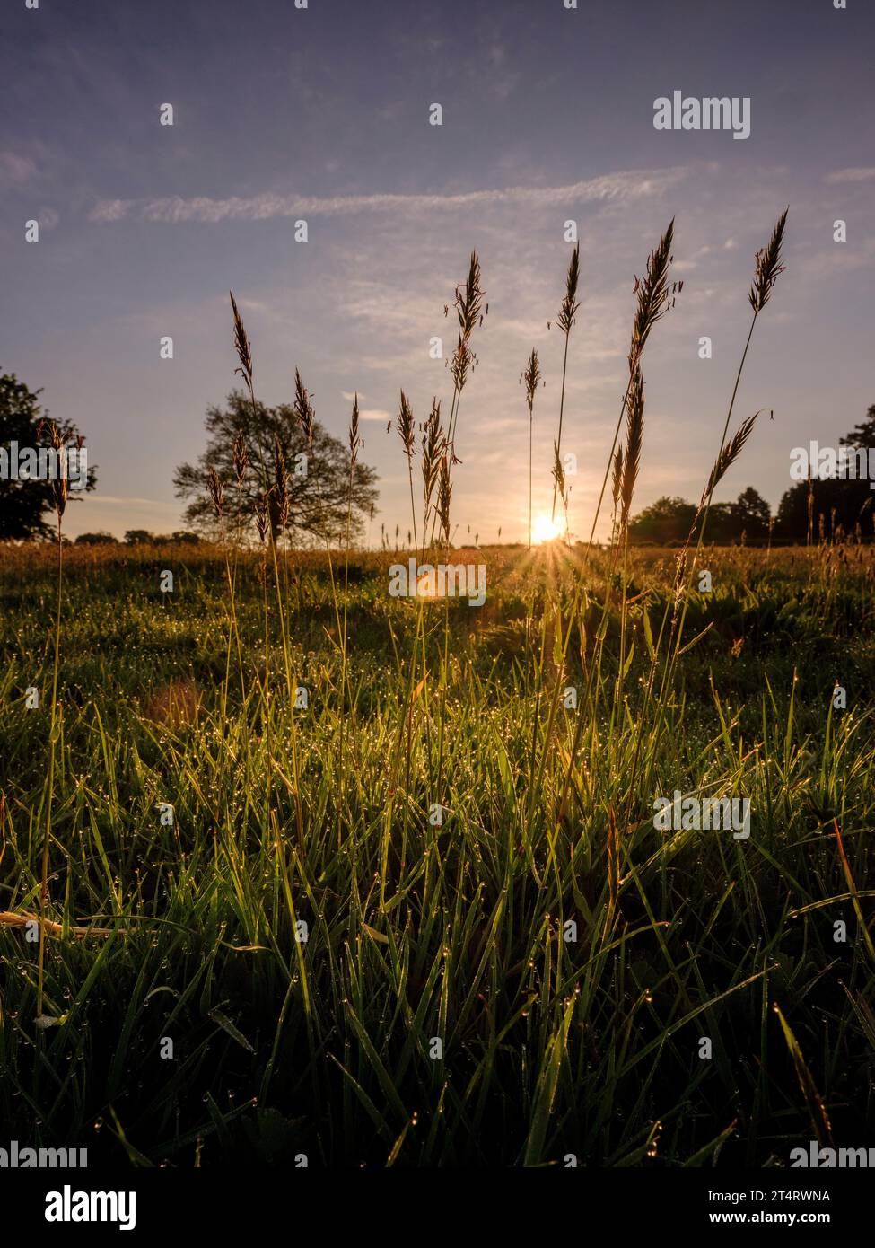 Sweet vernal-grass (Anthoxanthum odoratum) in a UK hay meadow with blue ...