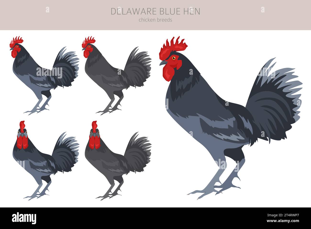 Delaware Blue Hen Chicken breeds clipart. Poultry and farm animals ...