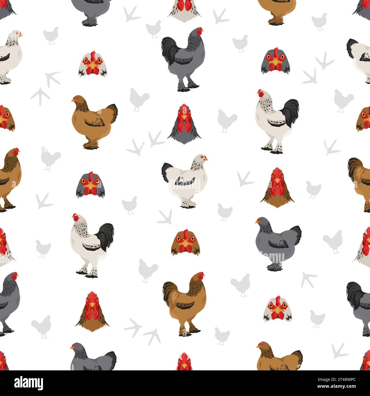 Brahma Chicken breeds seamless pattern. Poultry and farm animals ...