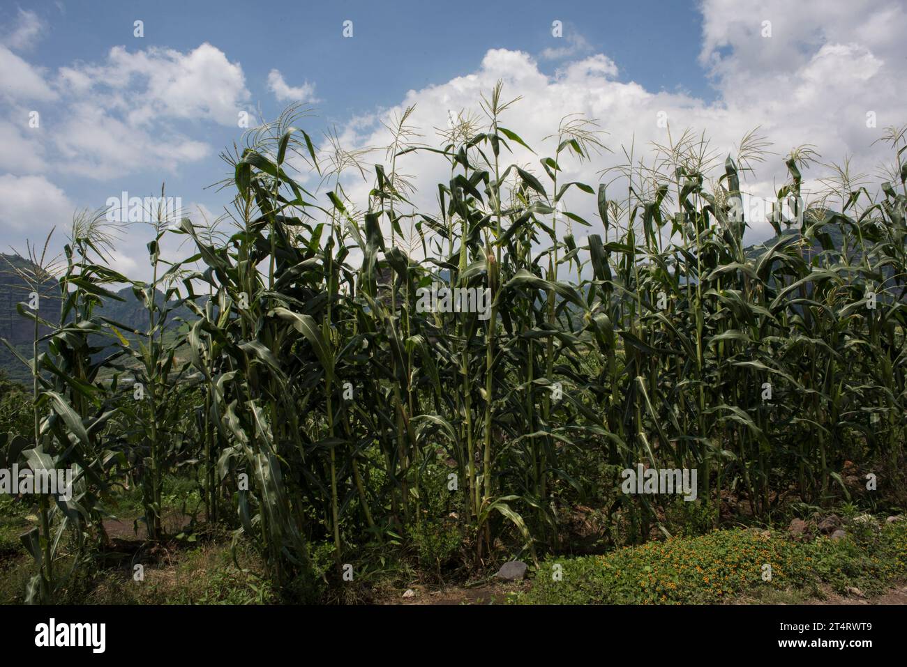 The tradition of Mexican corn Stock Photo - Alamy