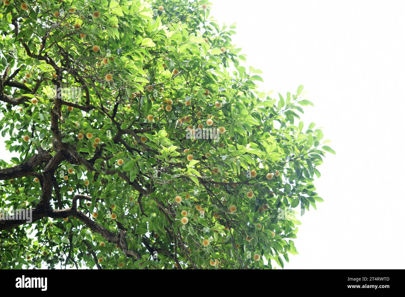 Neolamarckia cadamba Flower or Kodom ful of Bangladesh Stock Photo - Alamy