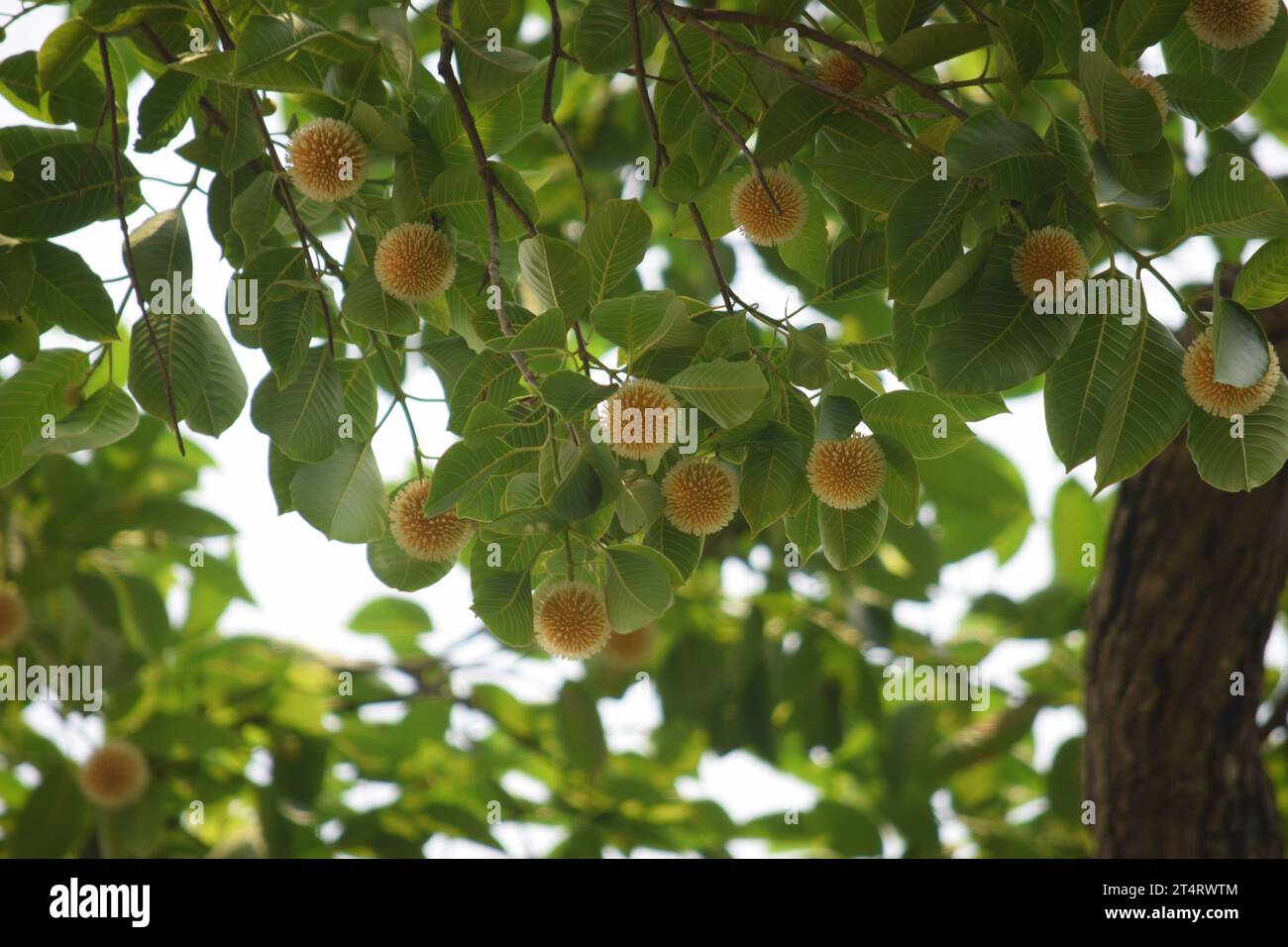 Neolamarckia cadamba Flower or Kodom ful of Bangladesh Stock Photo - Alamy