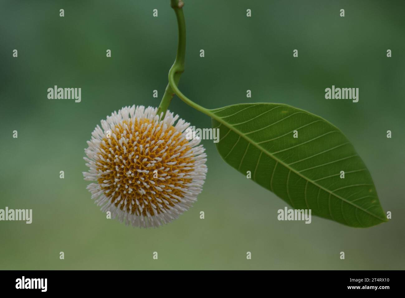 Neolamarckia cadamba Flower or Kodom ful of Bangladesh Stock Photo - Alamy