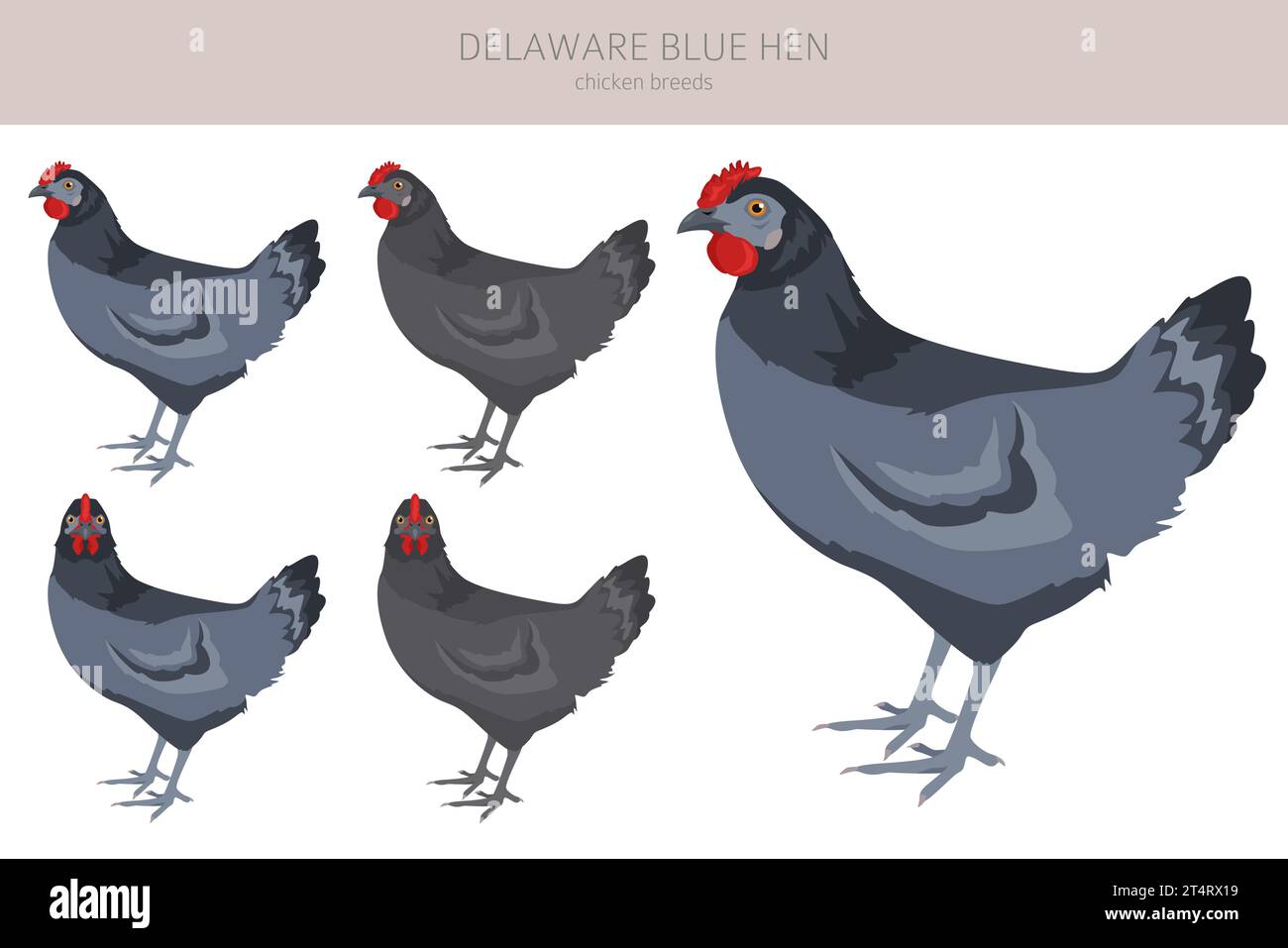 Delaware Blue Hen Chicken breeds clipart. Poultry and farm animals ...